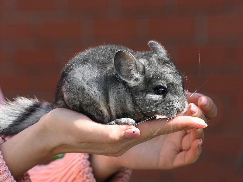 Pet Small Animal Care In Columbia, MO | All Creatures Animal