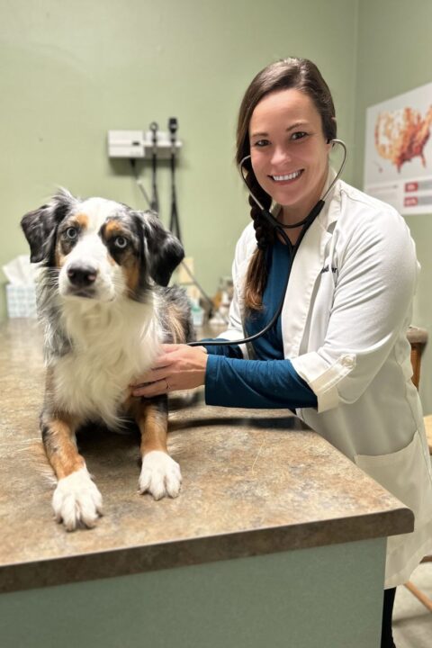 Veterinarian In Columbia, MO | All Creatures Animal Hospital